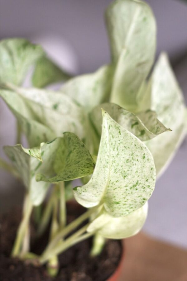 Drakenklimop | Epipremnum aureum verzorging - Second Green