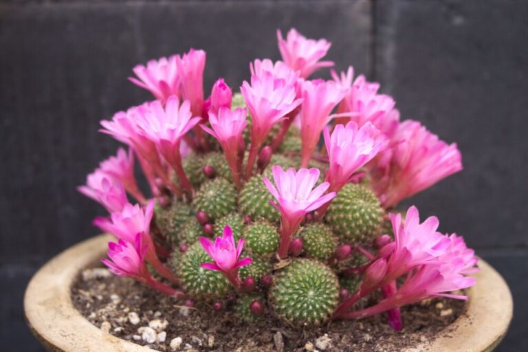 Cactus met bloem | 8 prachtige bloeiende soorten - Second Green