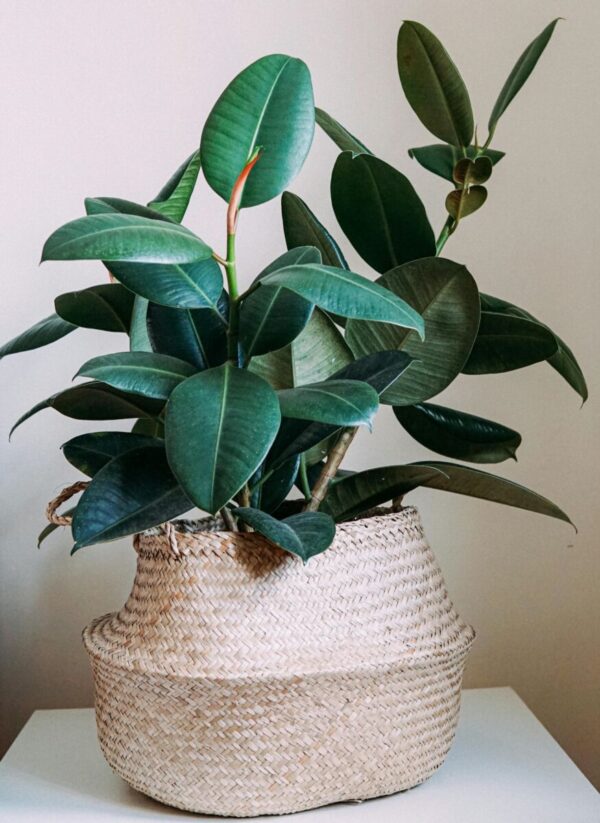 Soorten Ficus: 10 leuke boompjes voor binnen - Second Green