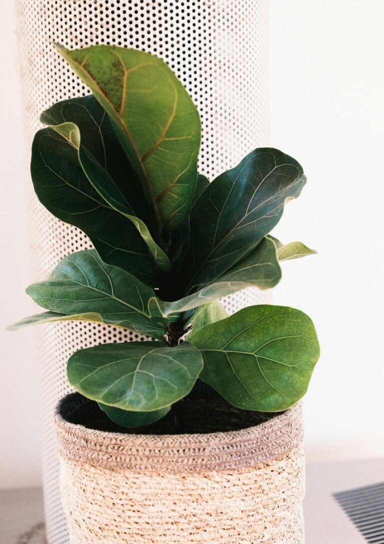 Soorten Ficus: 10 leuke boompjes voor binnen - Second Green