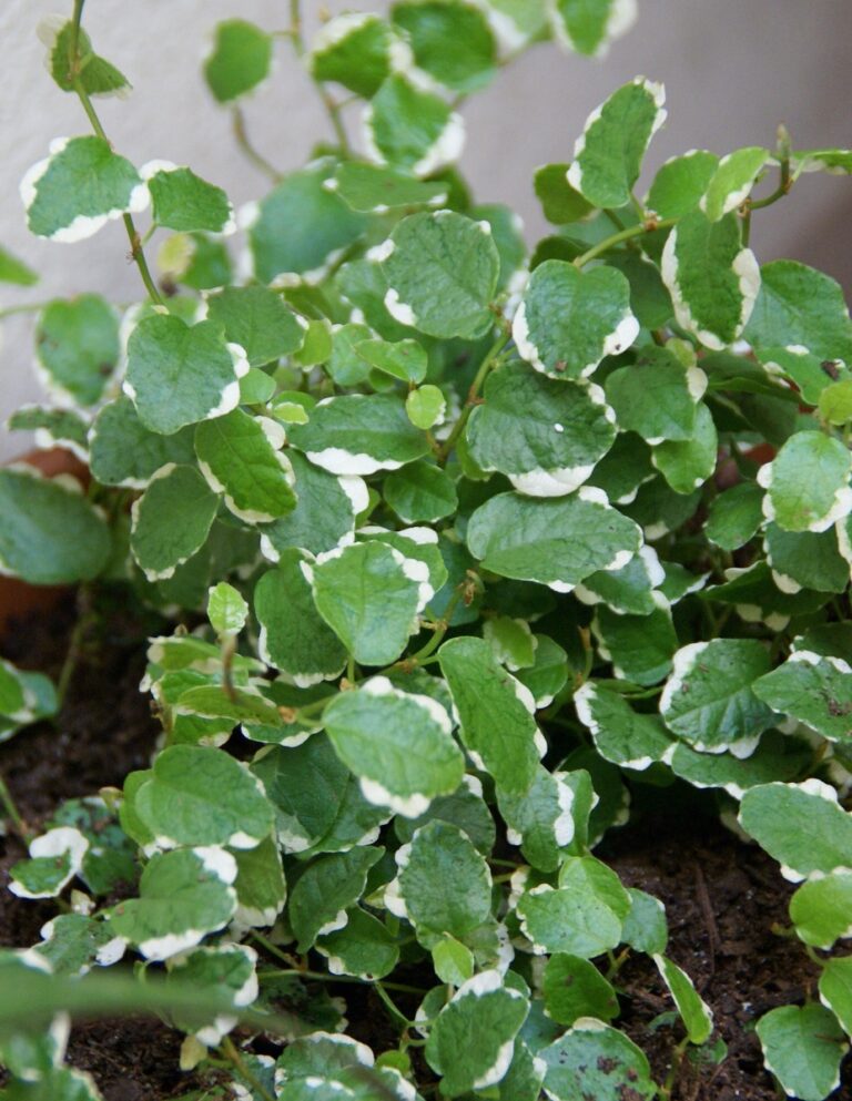 Soorten Ficus: 10 leuke boompjes voor binnen - Second Green